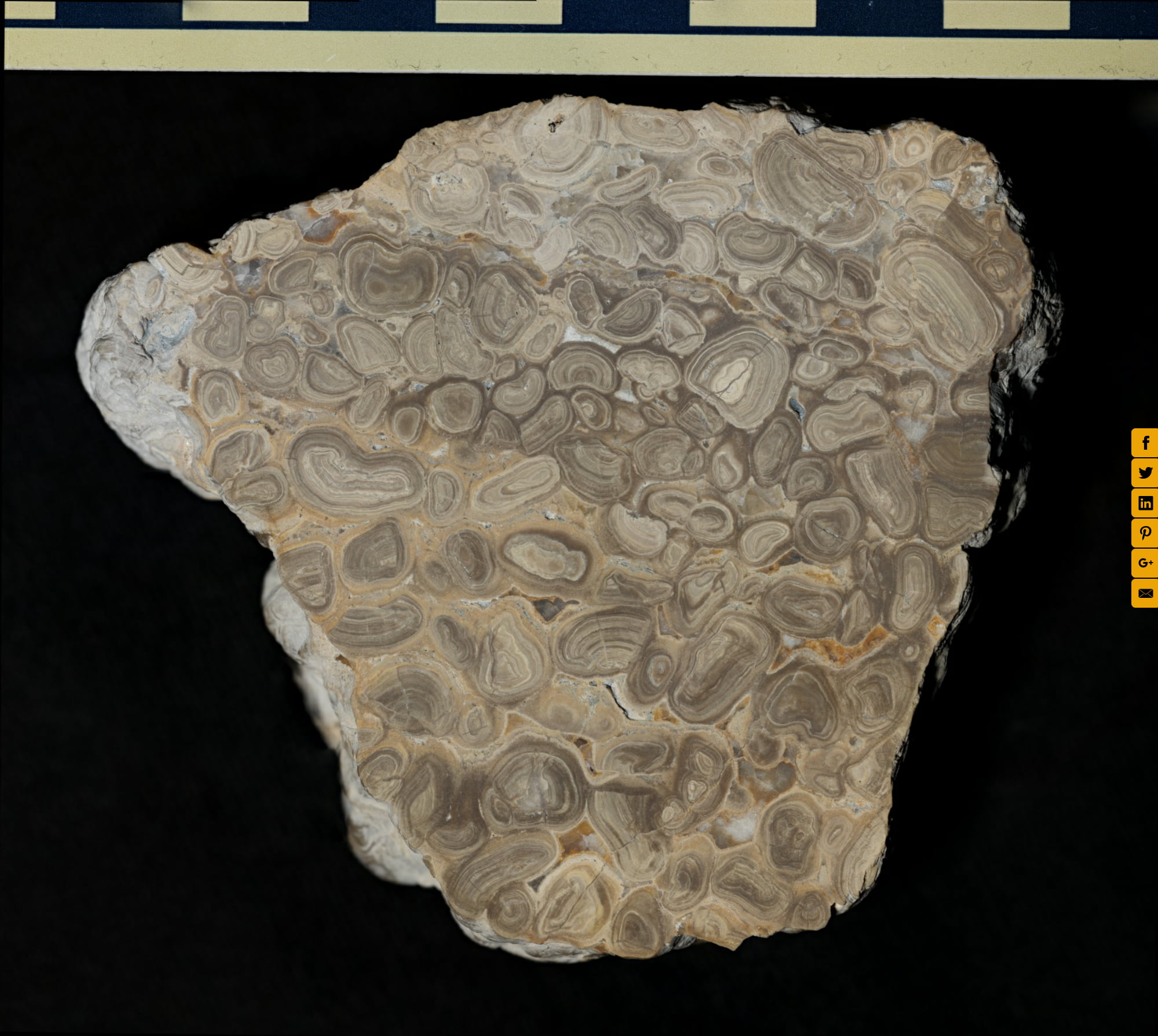 Pisolites in Tansil Formation limestone, Whites City, New Mexico