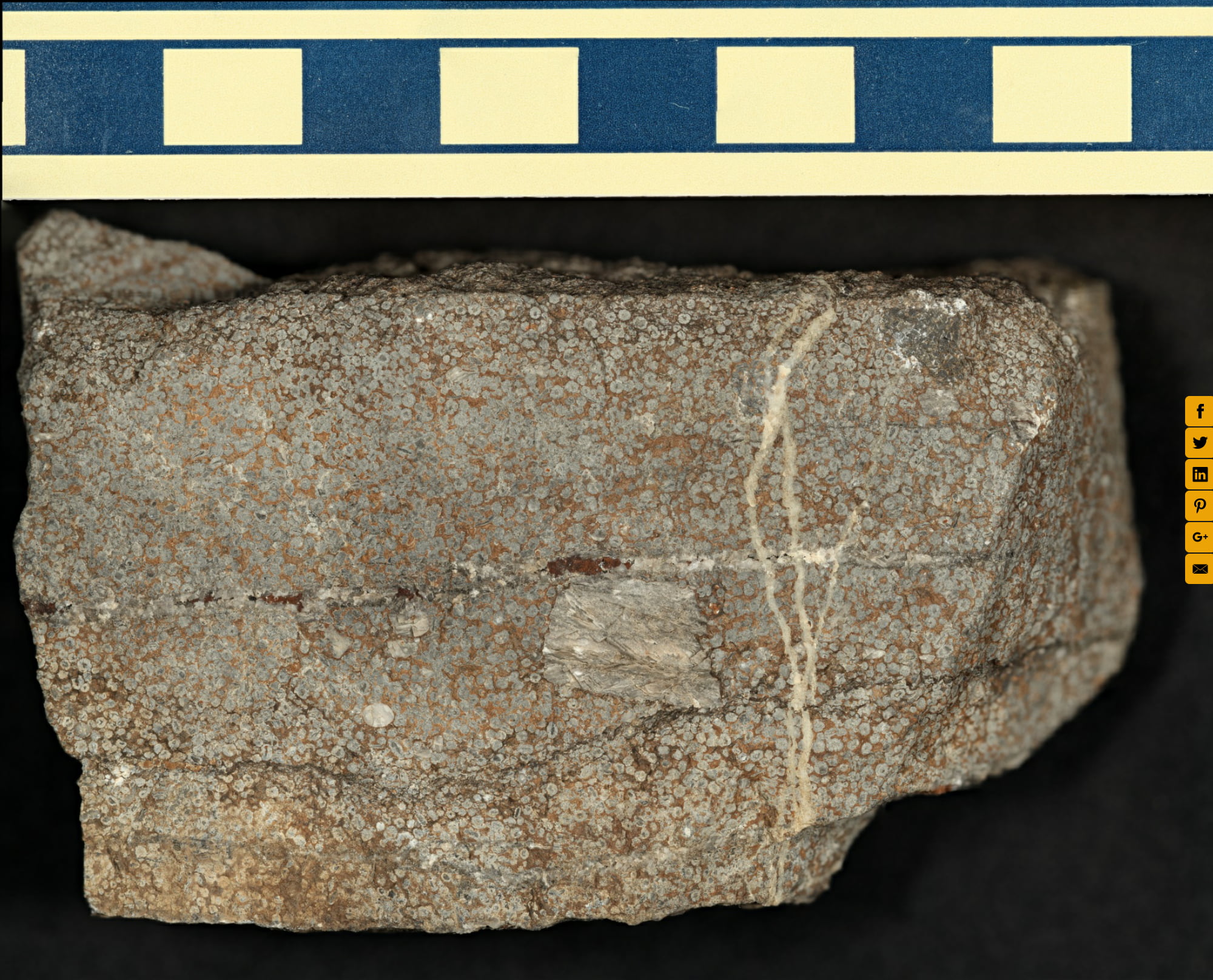 Mahantango Formation oolite with intraclast