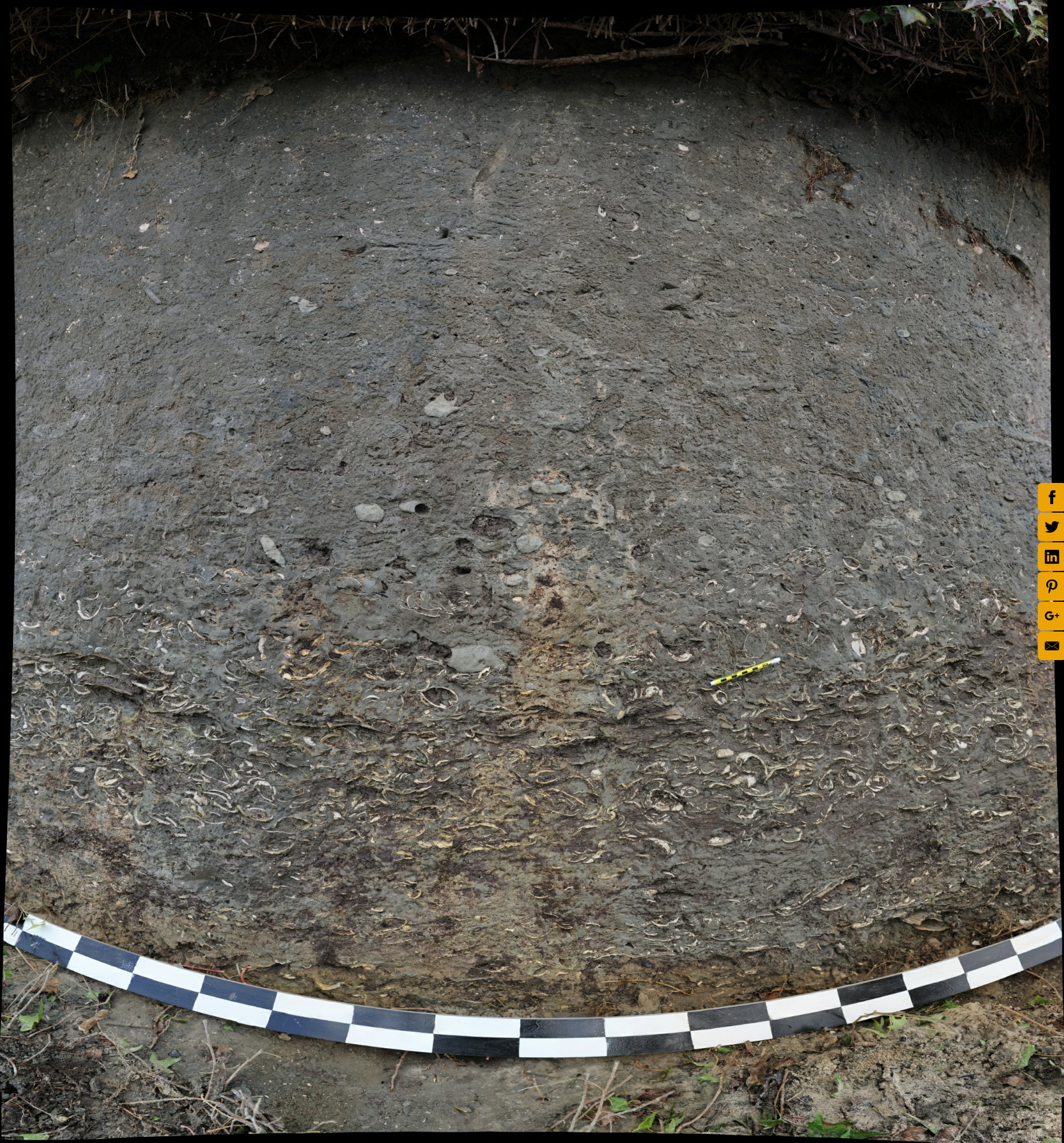 Calvert Formation, Scientists' Cliffs, Maryland (#6 of 8)