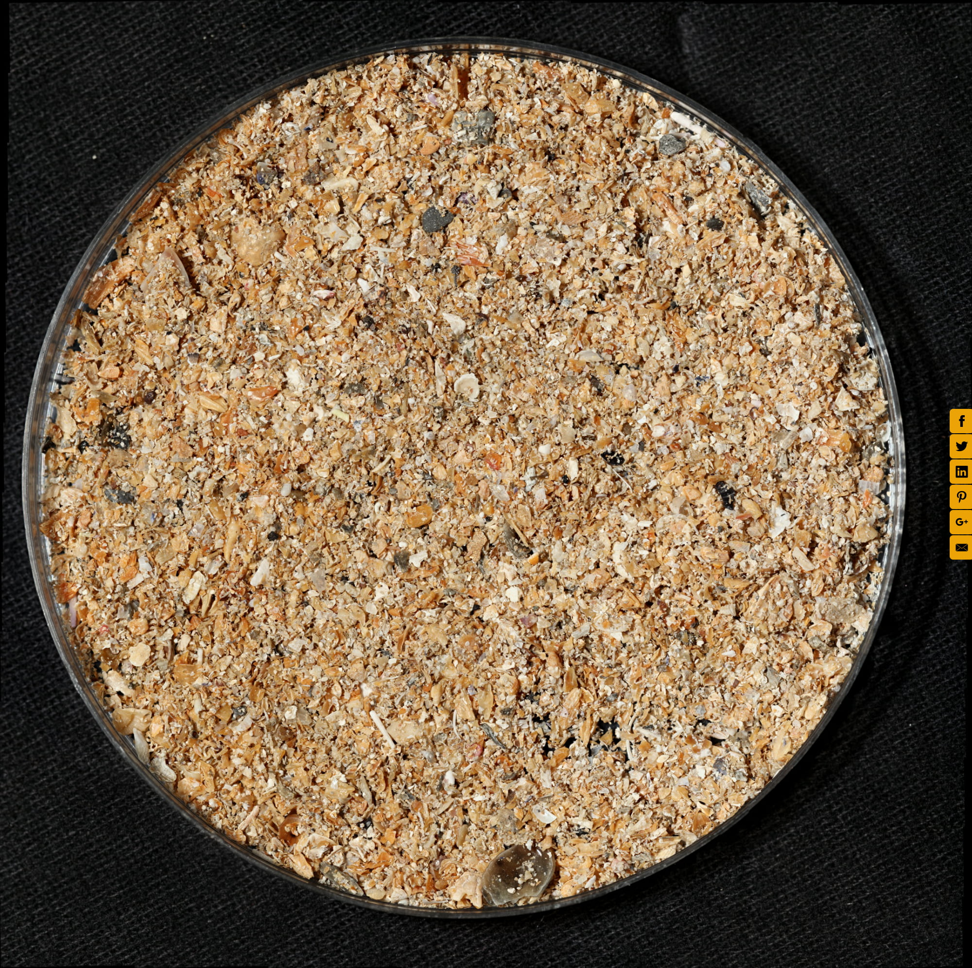 Shelly Sand from Portrush, Northern Ireland