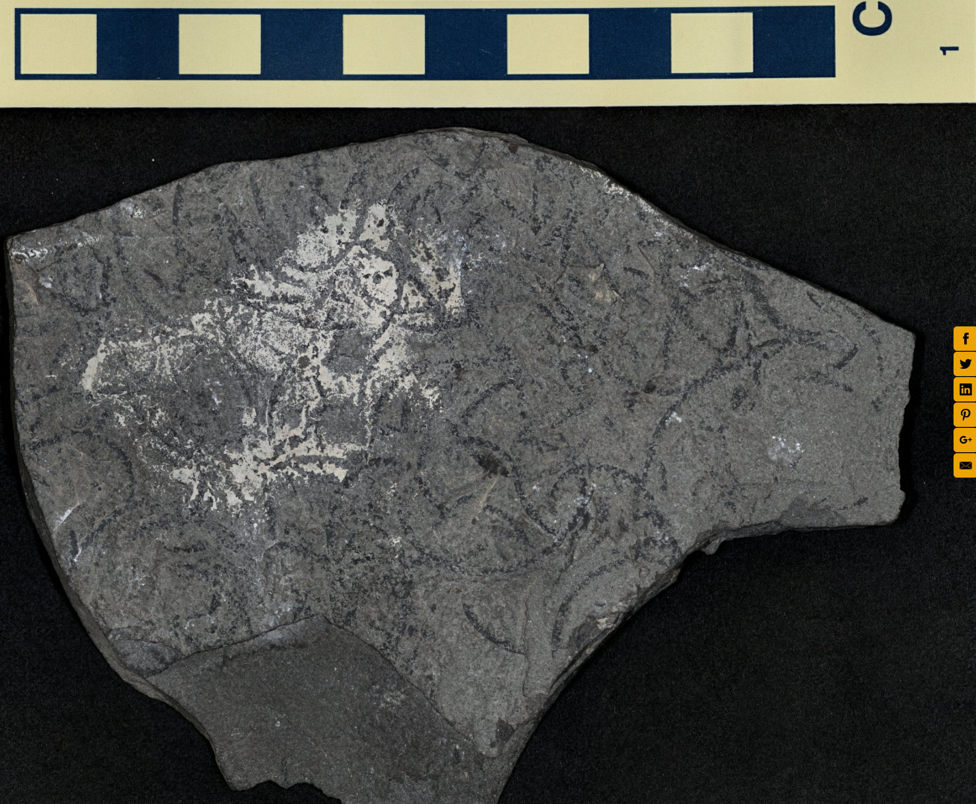 Graptolites