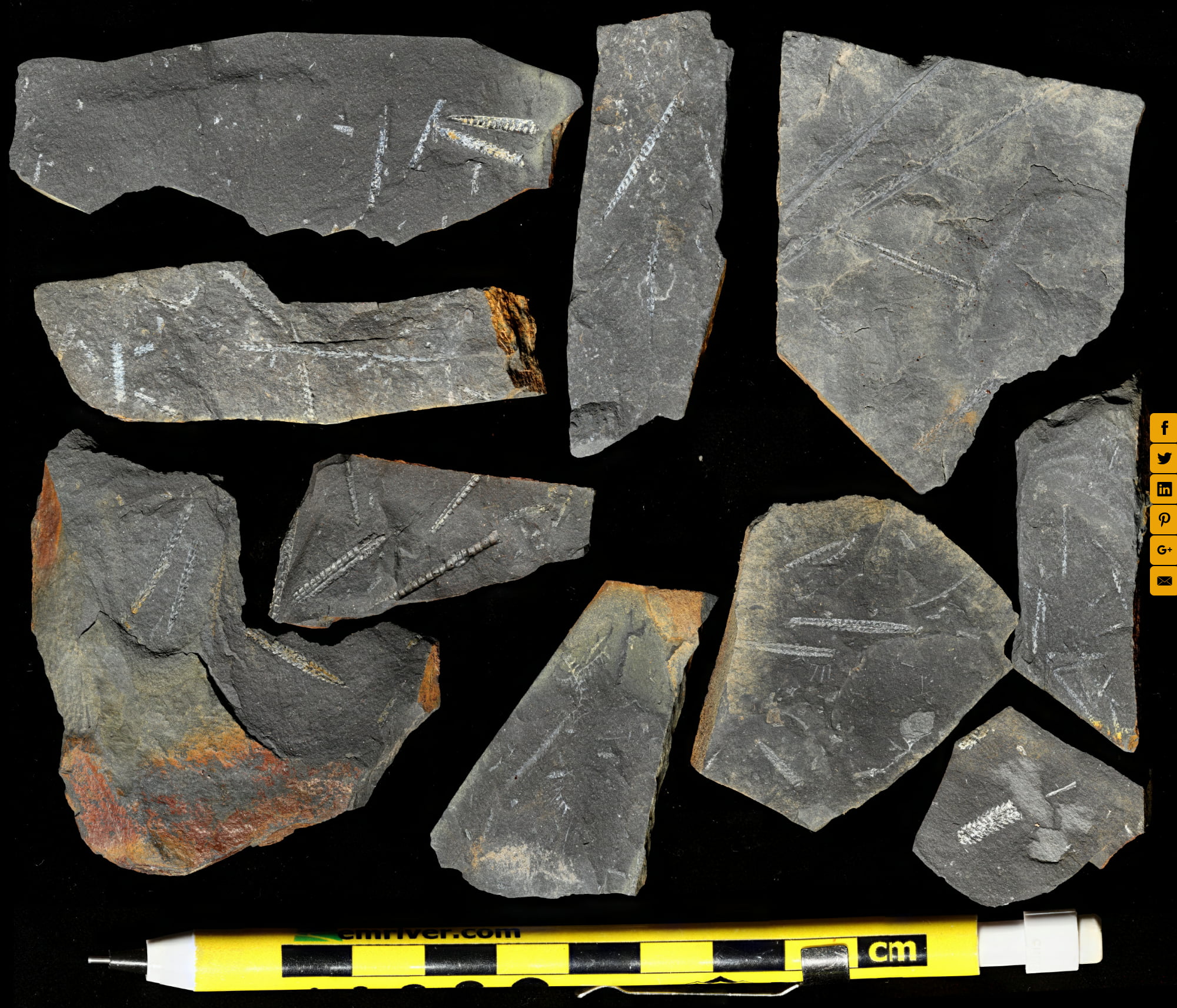 Graptolite fossils from Dobb's Linn, Scotland