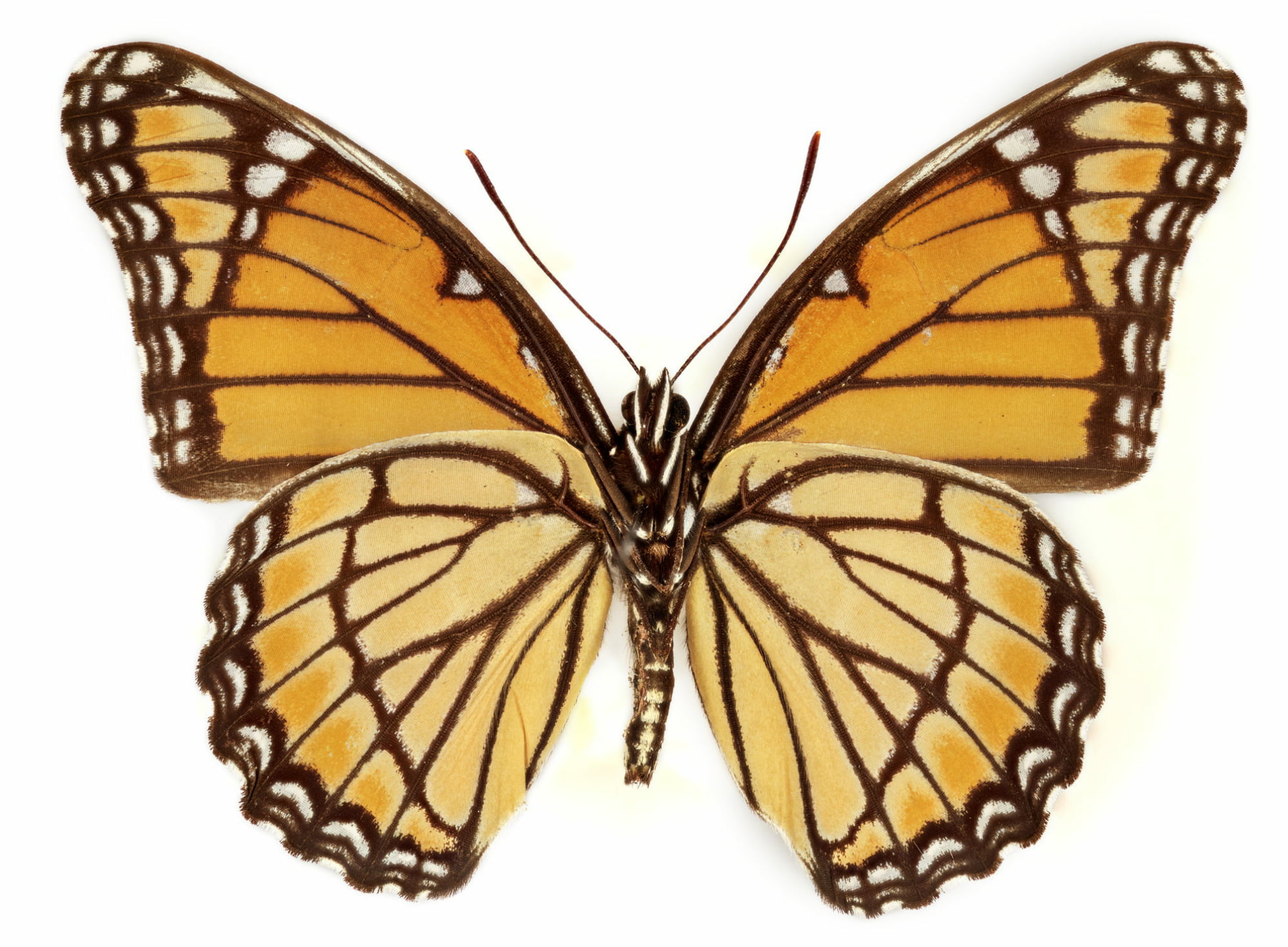 Viceroy (Ventral View)