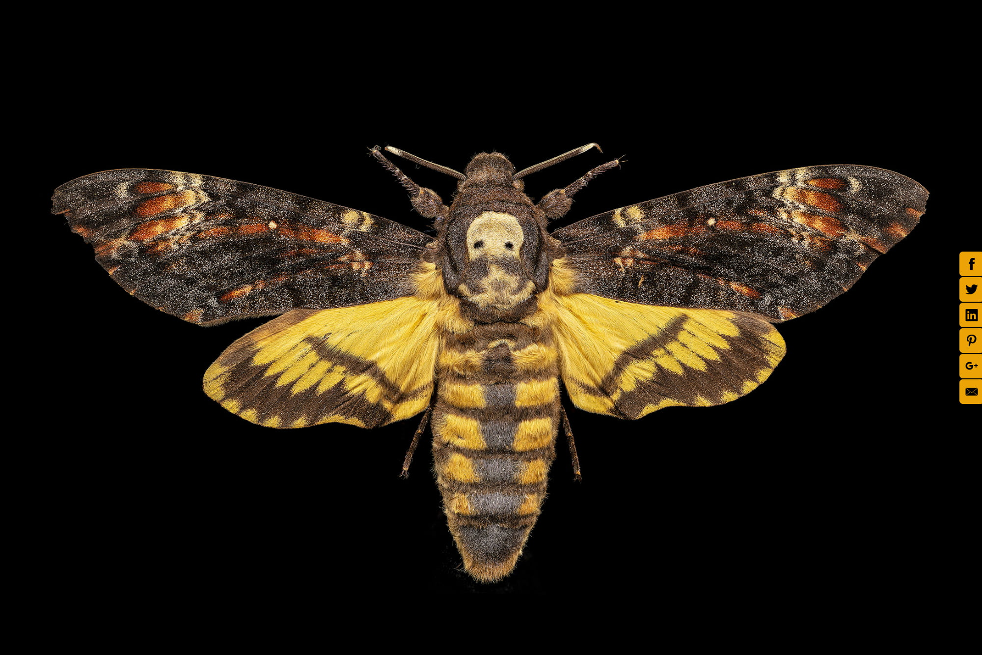 Death's Head Hawk Moth