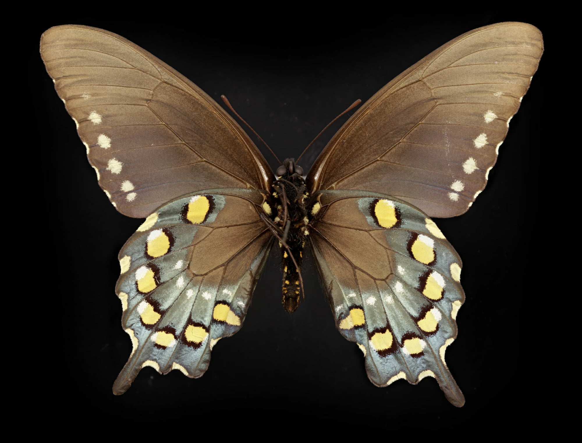 Pipevine Swallowtail