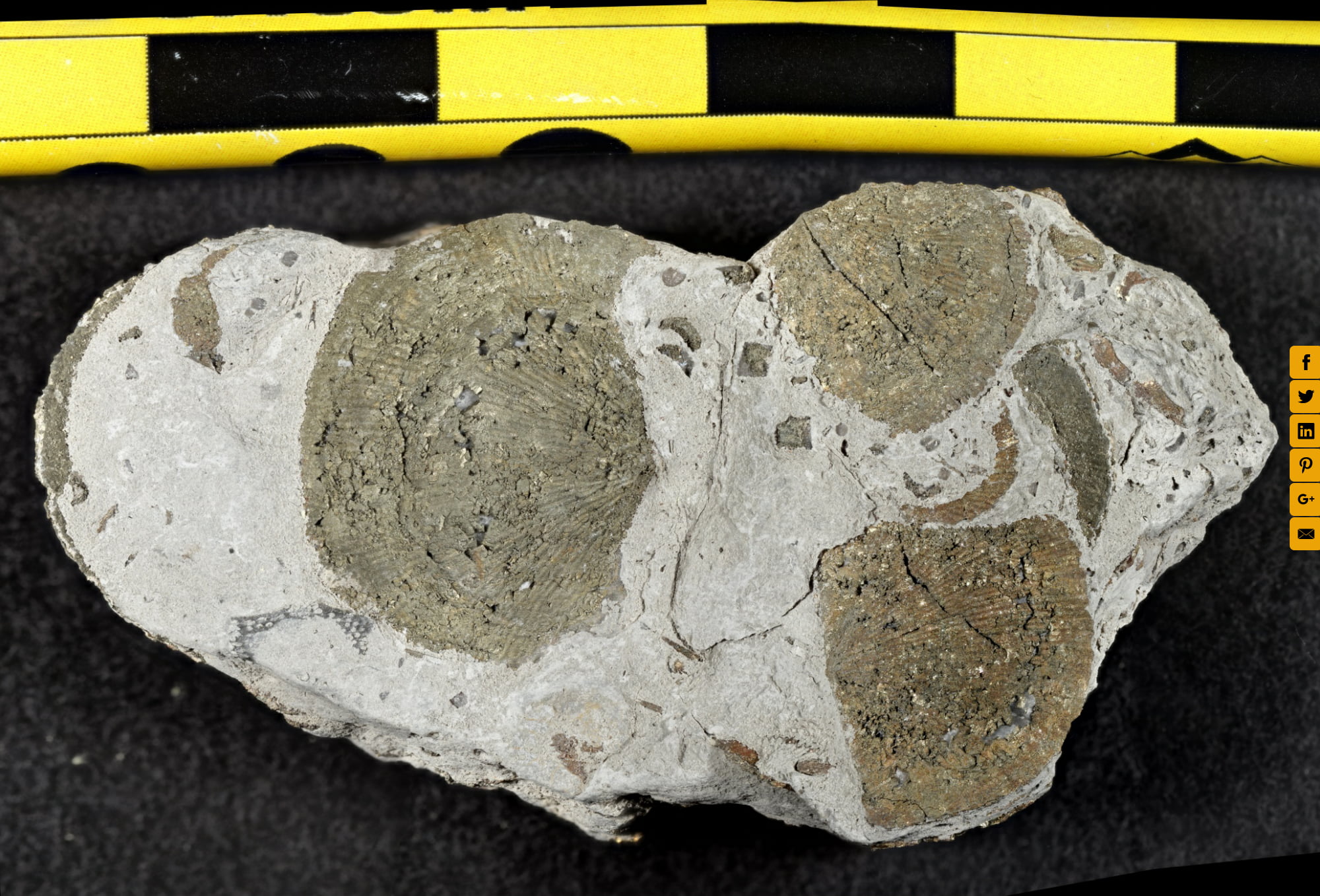 Pyritized brachiopods