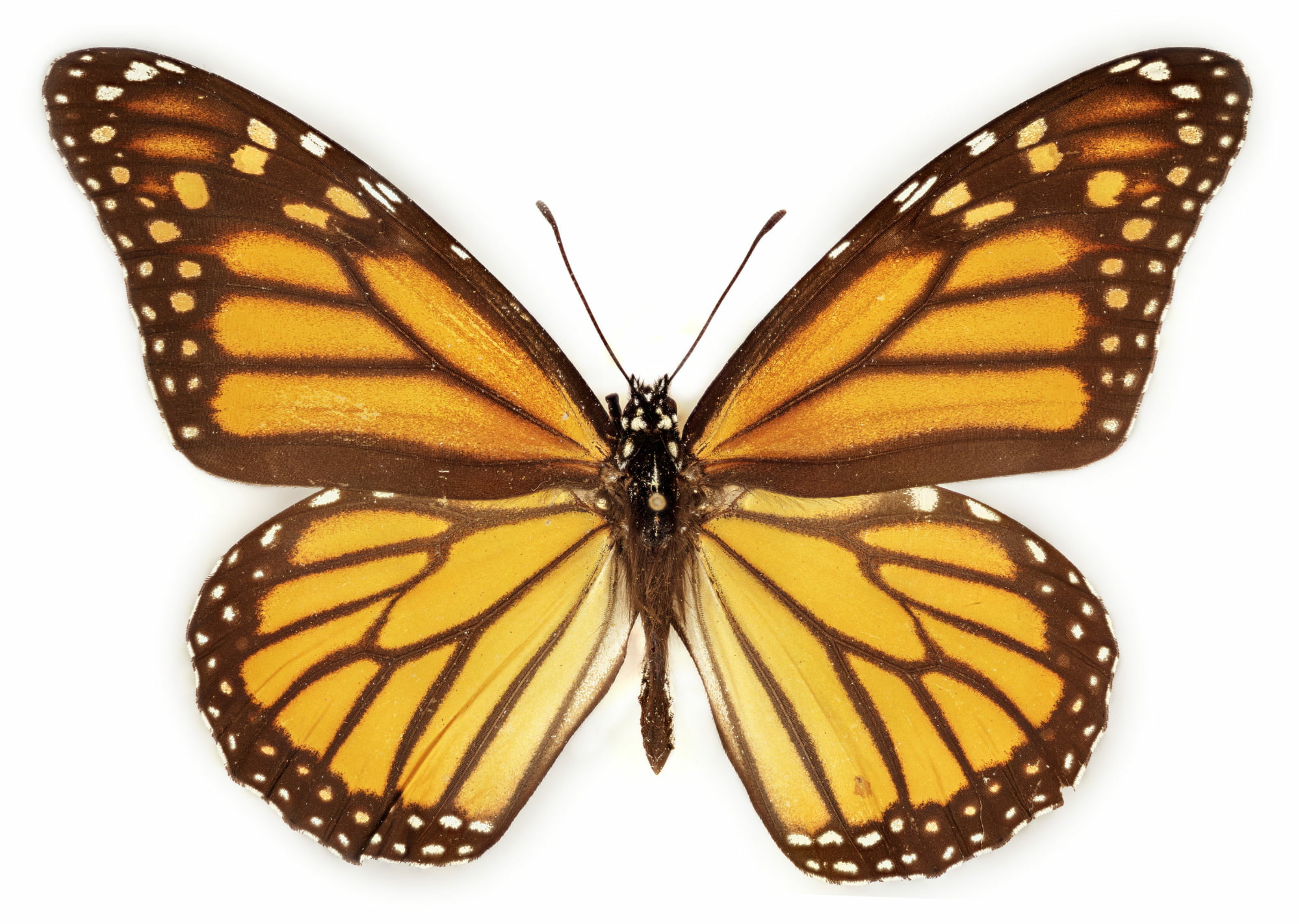 Monarch (Dorsal View)
