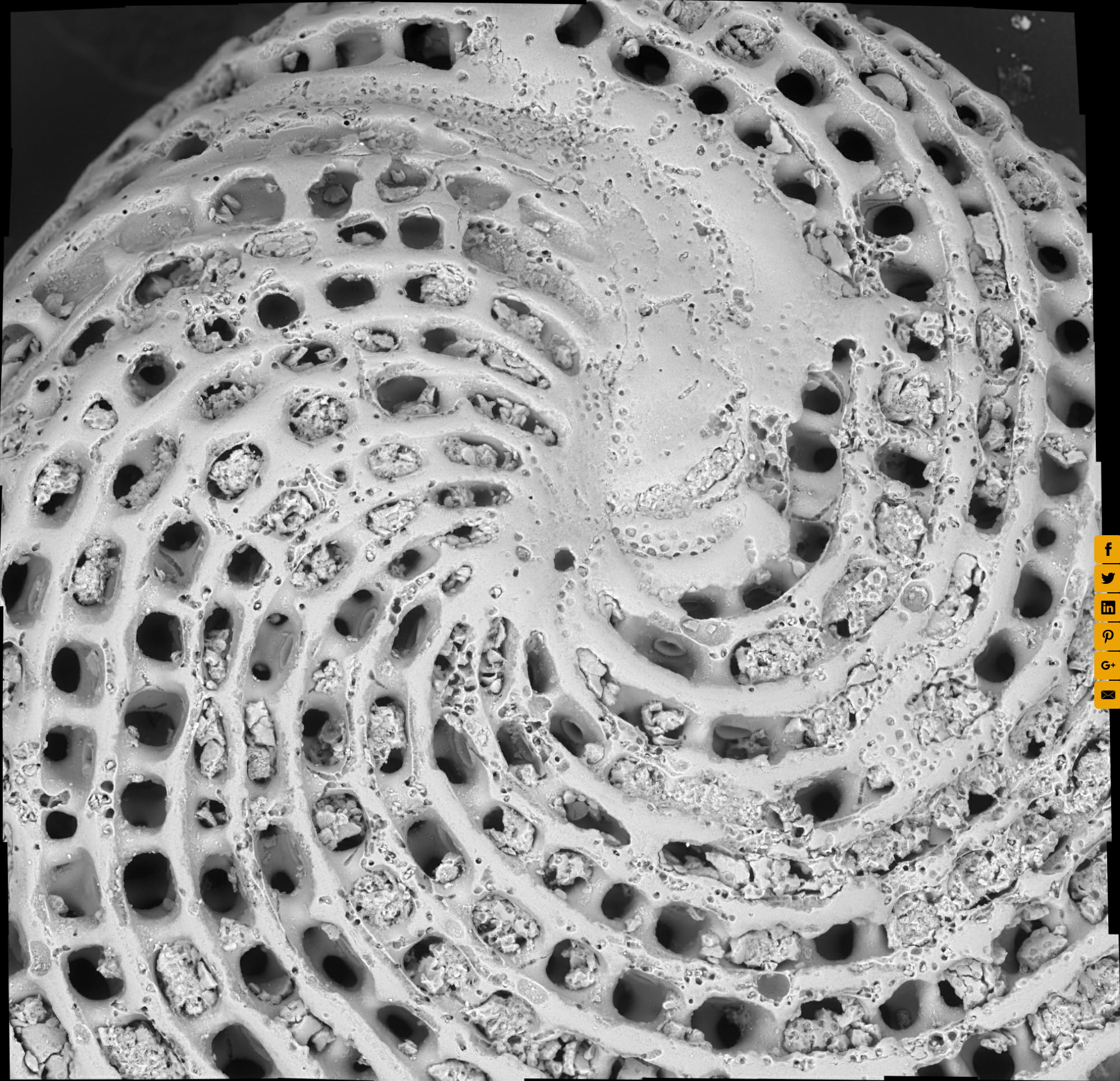 Foram from Blackbird Caye, Turneffe Atoll, Belize, 2785x