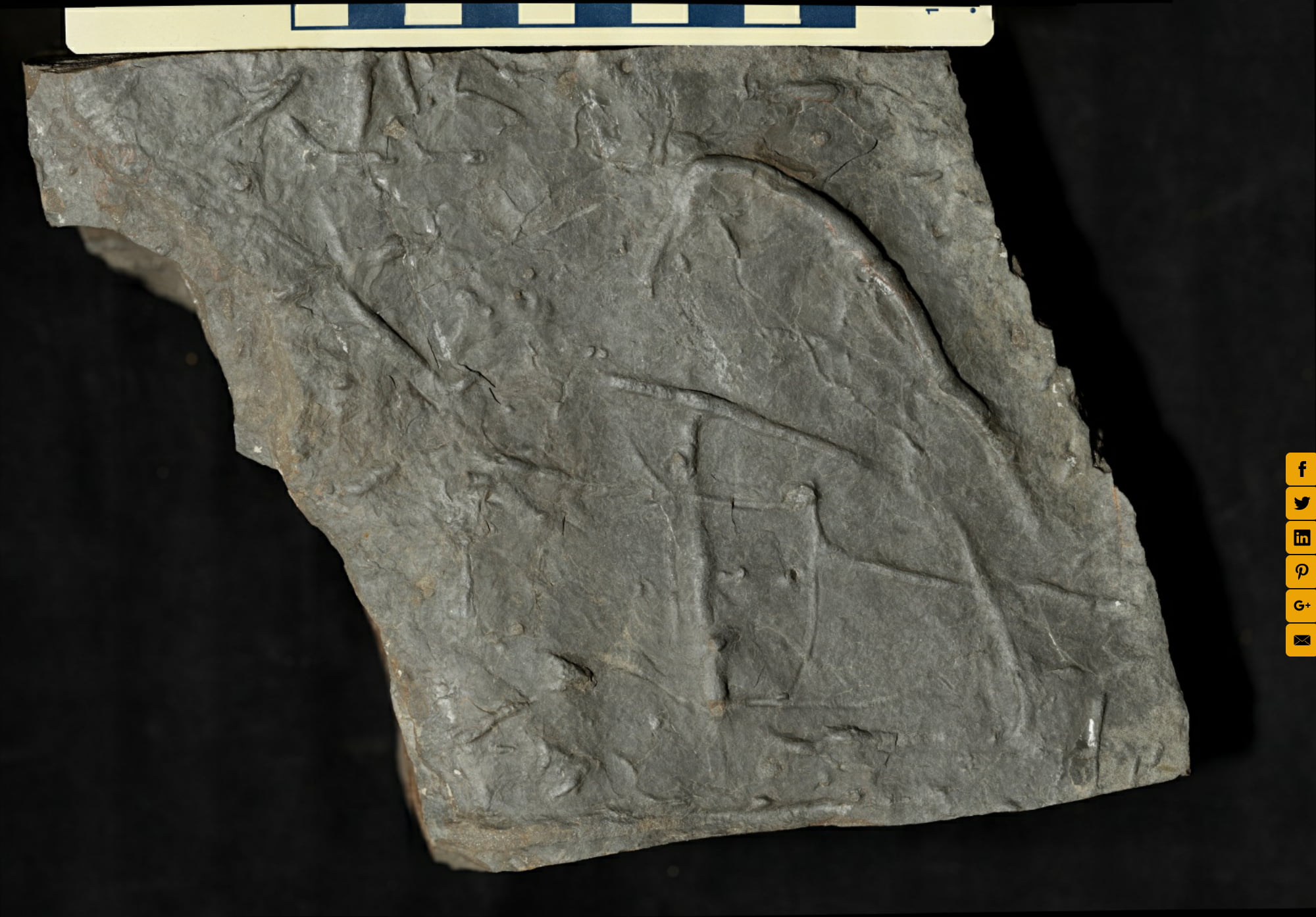 Trace fossils in the Millboro Formation, Corridor H, West Virginia