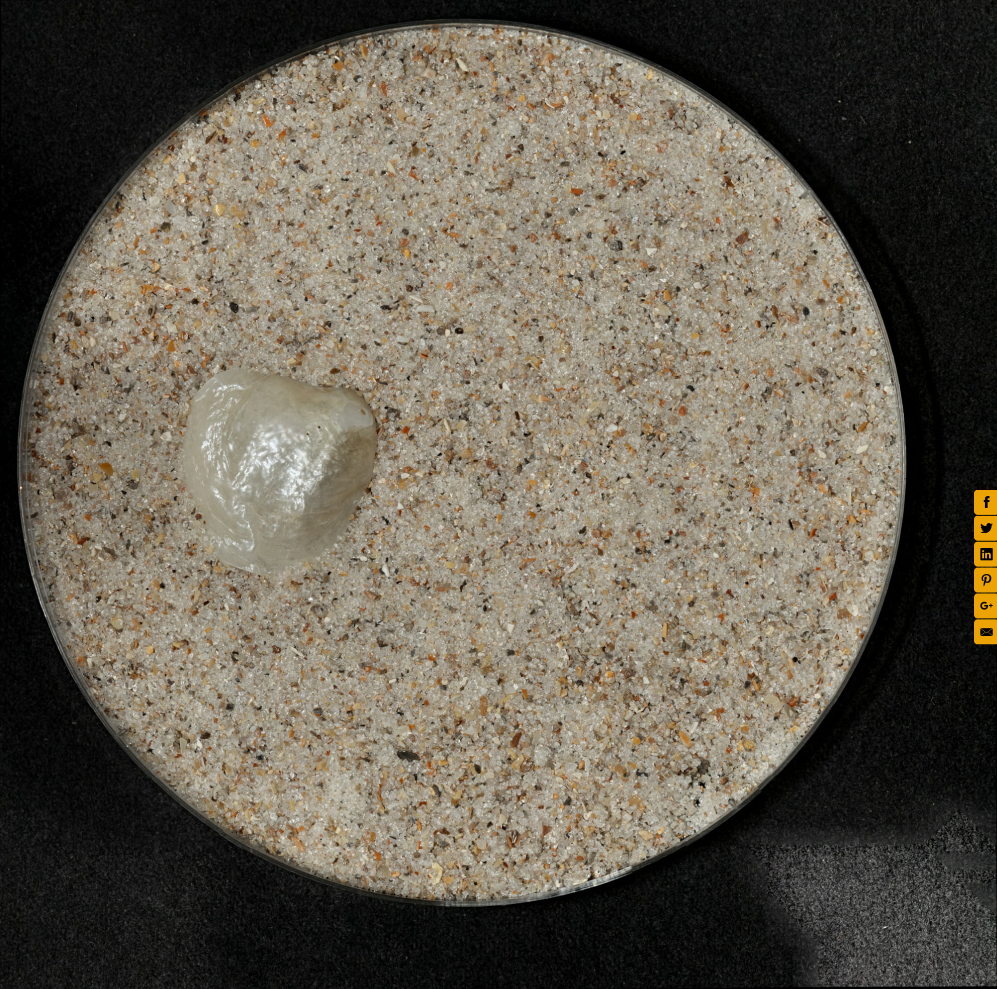 Sediment from below the wrack line on Playalinda Beach, Merritt Island ...